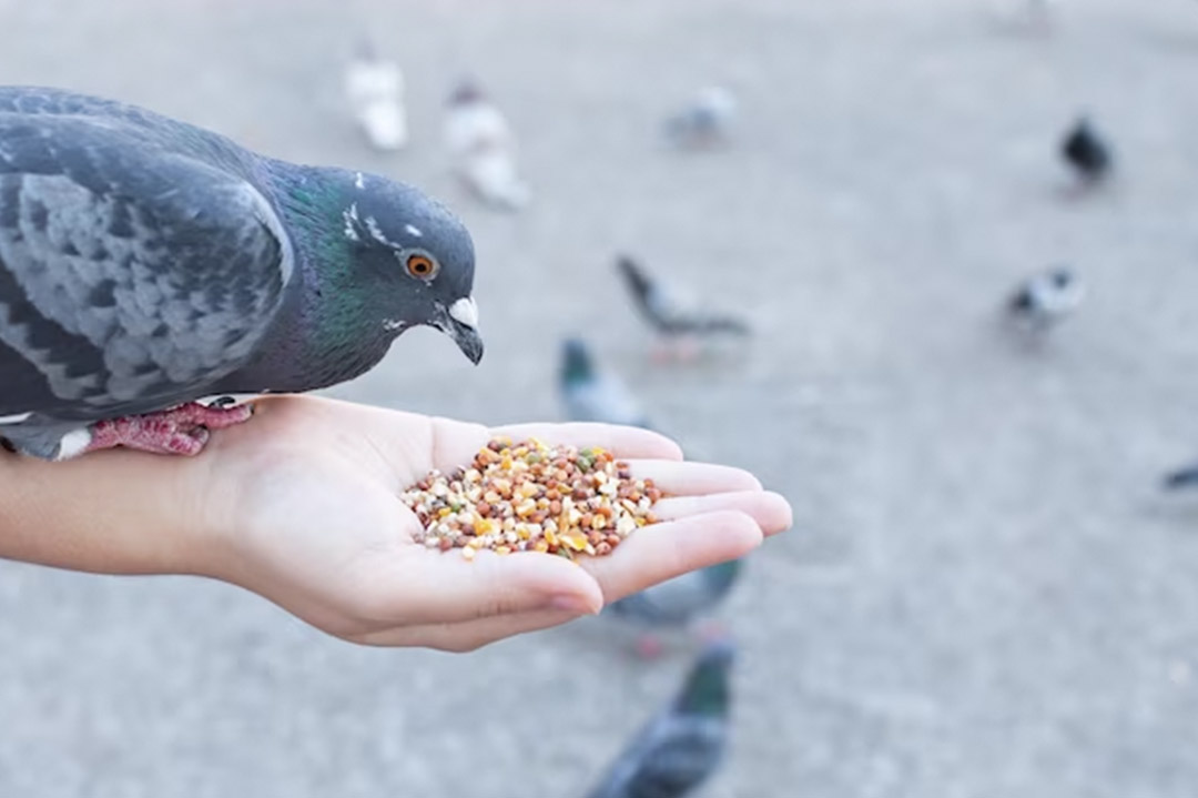 Dandg LTD – Bird Seeds